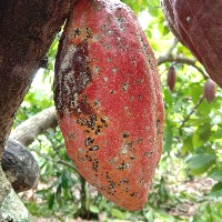 COCOA DISEASE DETECTION Object Detection Dataset by Miss Nyarko
