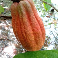 COCOA DISEASE DETECTION Object Detection Dataset by Miss Nyarko