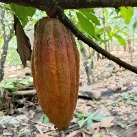 COCOA DISEASE DETECTION Object Detection Dataset by Miss Nyarko