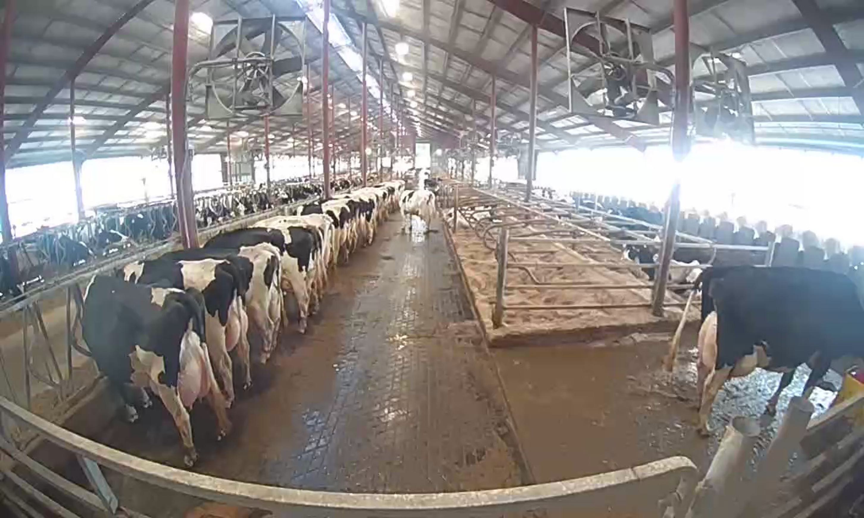 Cow Test Object Detection Dataset By Vt
