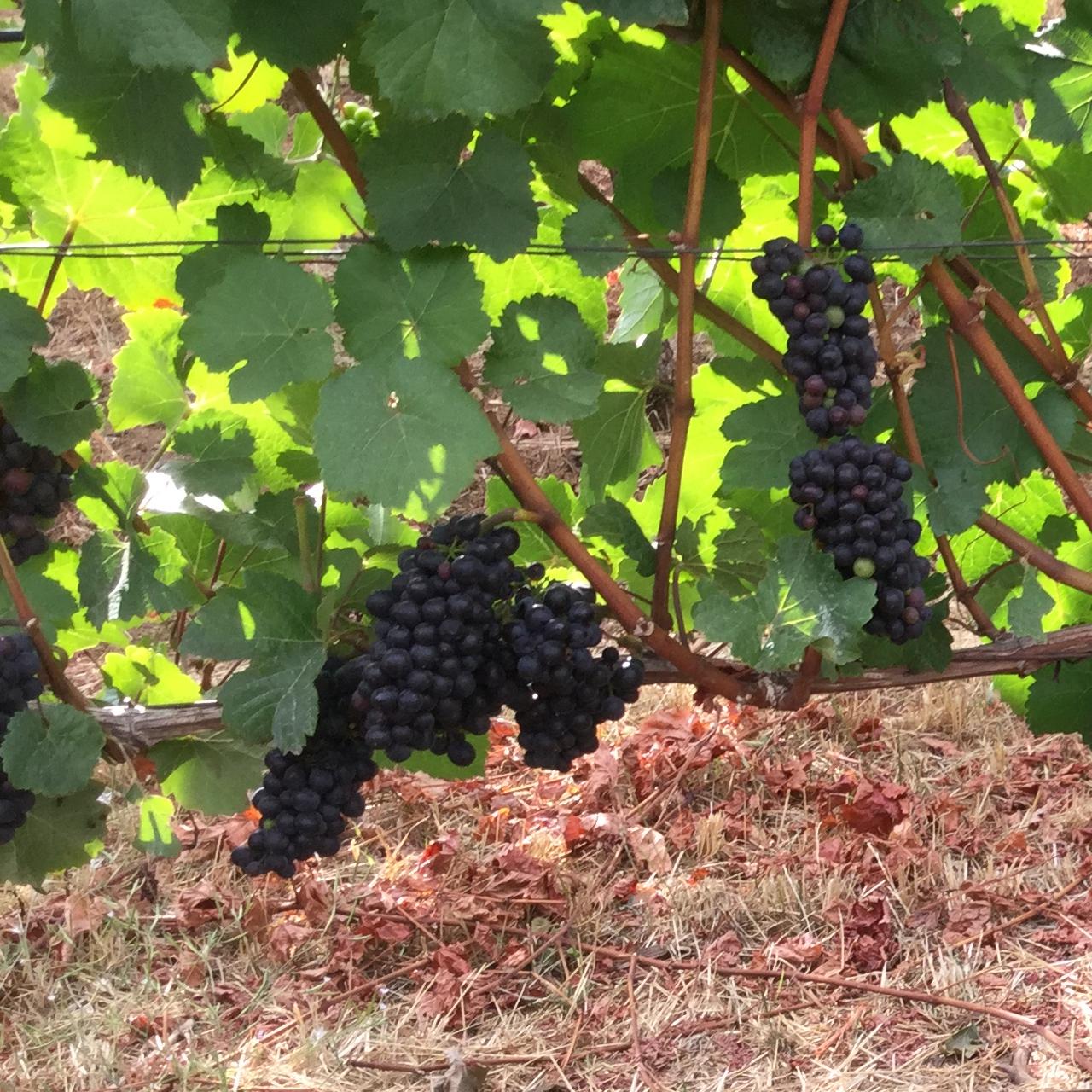 Grape Detection Object Detection Dataset by Workshop object detection Grape Detection Object Detection Dataset by Workshop object detection