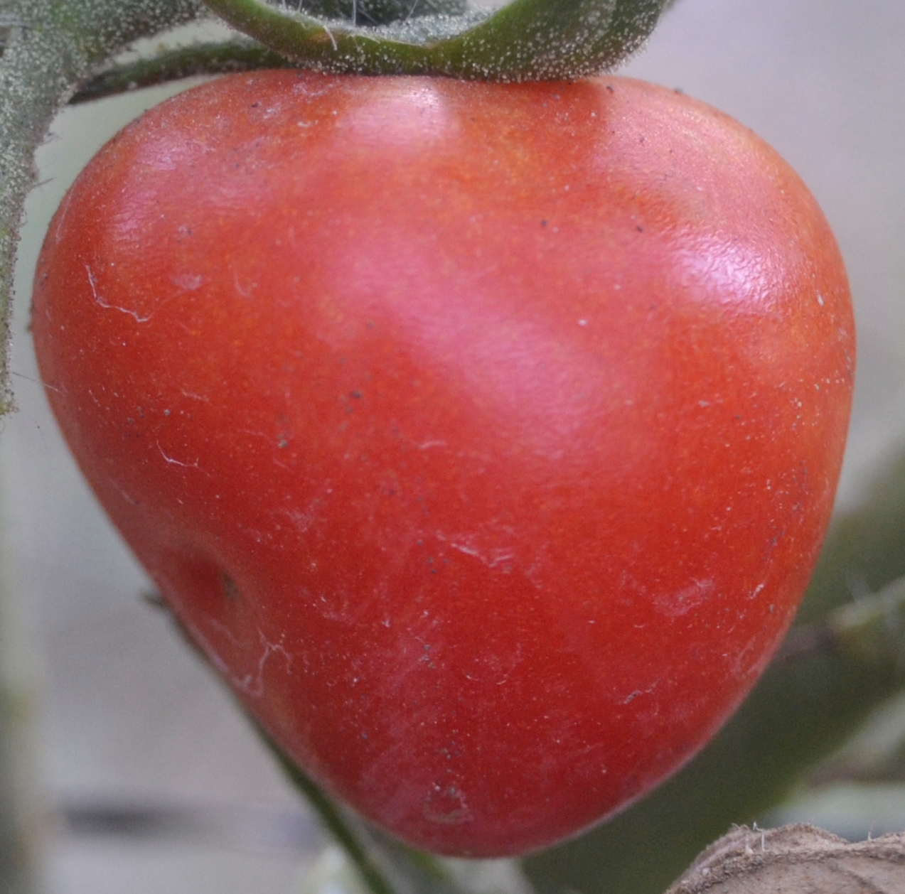 Thesis Object Detection Dataset by Tomato