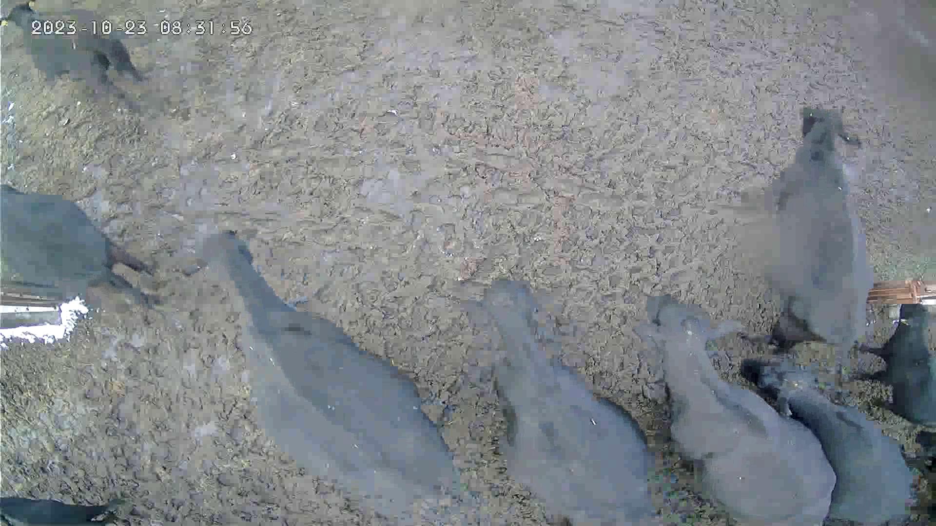 Cows Counting 1 Video Object Detection Dataset By Project Axb6u