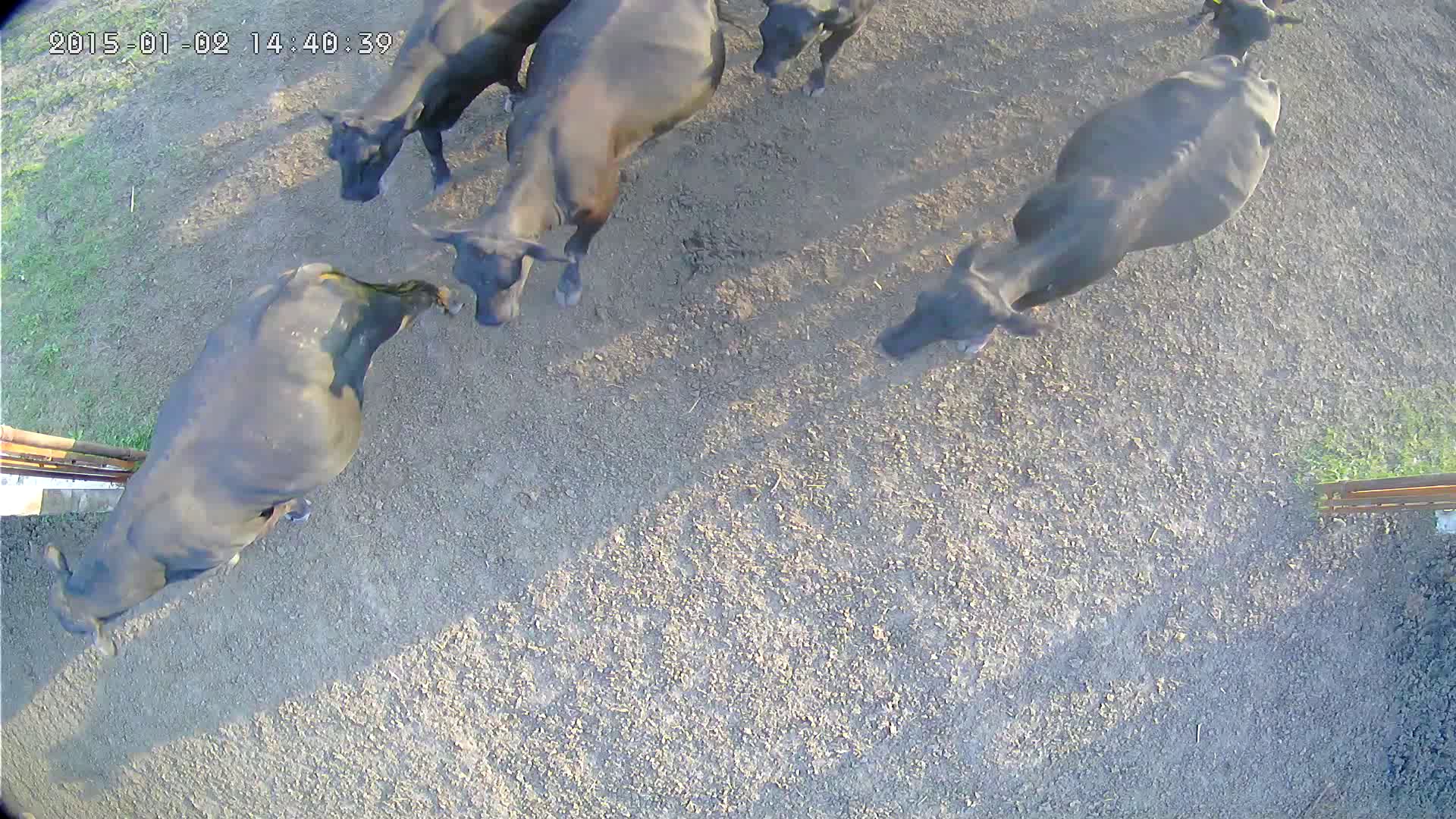 cows_counting_3600_v2 Object Detection Dataset and Pre-Trained Model by project-axb6u