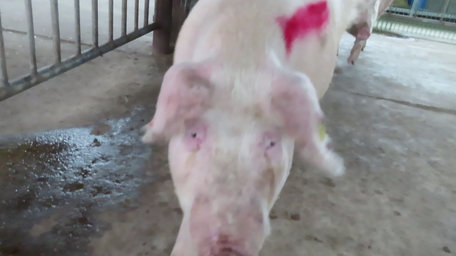 new_pigs-face Object Detection Dataset and Pre-Trained Model by JBNU