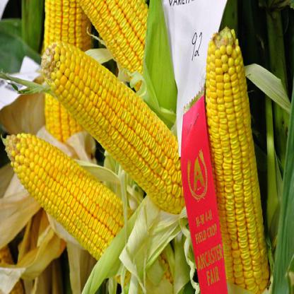 corn crop Object Detection Dataset by artibedded