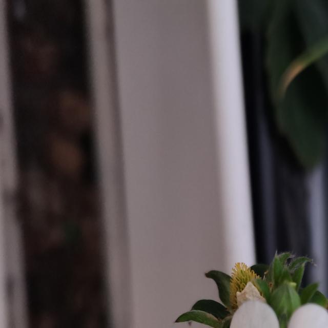 Strawberry Detection Object Detection Dataset By Artibedded