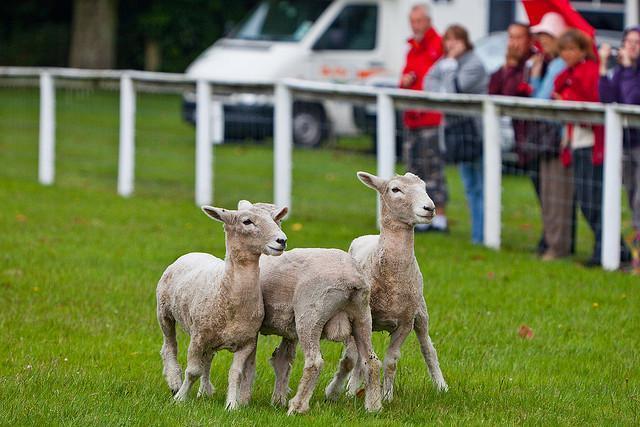 Sheep+Goat_Marked_As_Sheep Object Detection Dataset by sheep