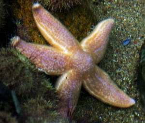 How to Use the Underwater-object-detection-and-classification Classification API