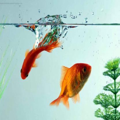 fish Classification Dataset and Pre-Trained Model by ML