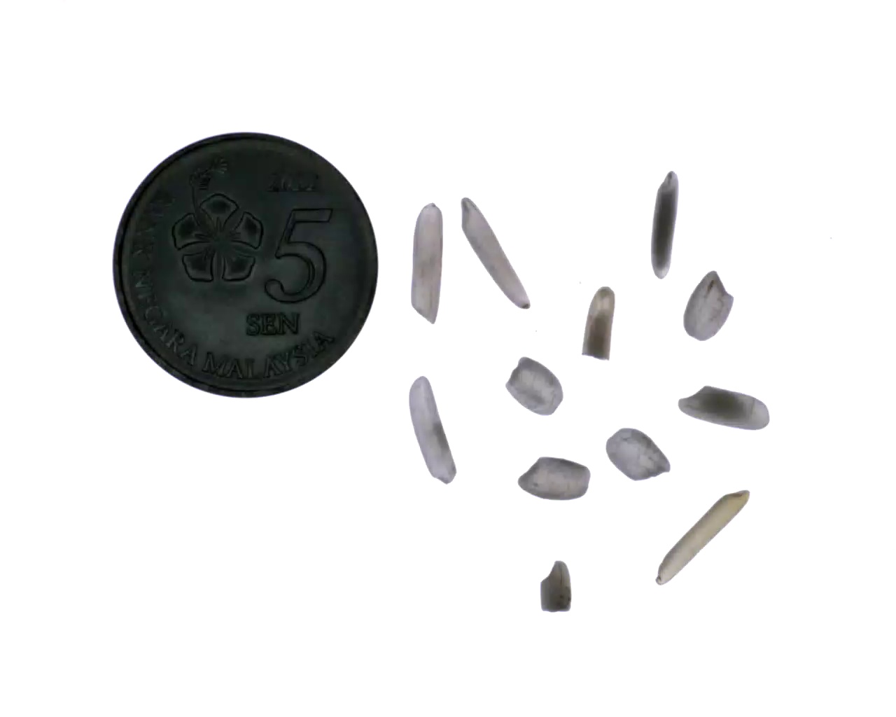 Rice Grains And Coin Object Detection Dataset And Pre Trained Model By Apu