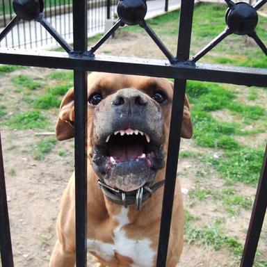 Dog emotion detection Object Detection Dataset and Pre-Trained Model by ...