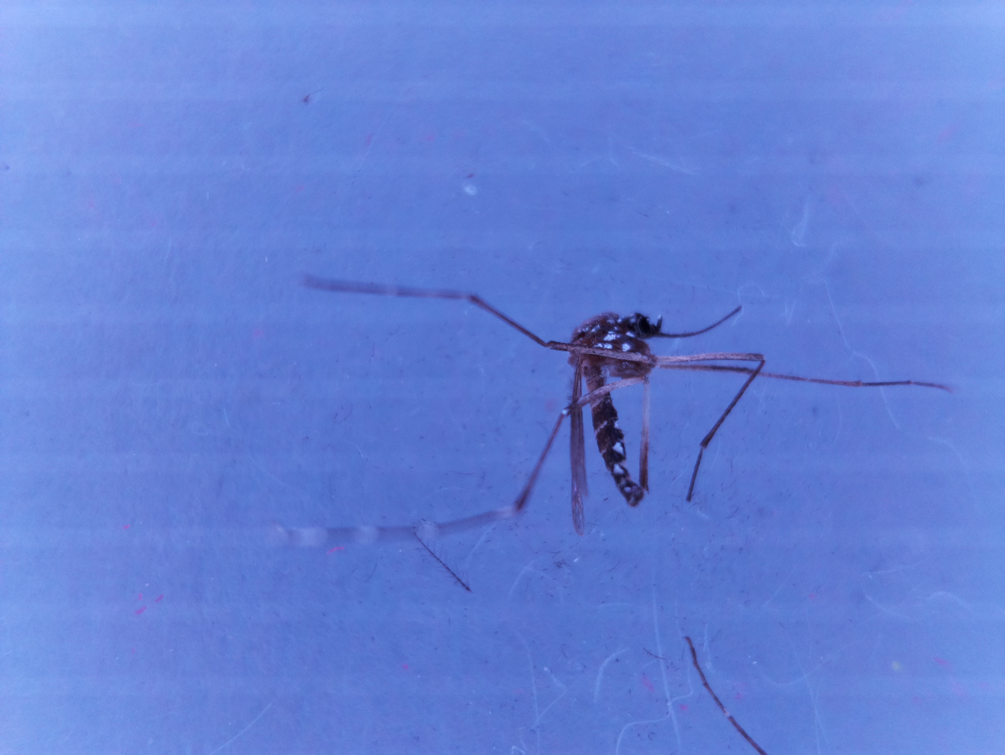 mosquito Object Detection Dataset by hl
