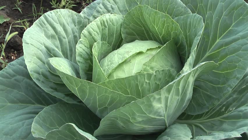 Cabbage Detection PhD Object Detection Dataset and Pre-Trained Model by Indian Institute of ...