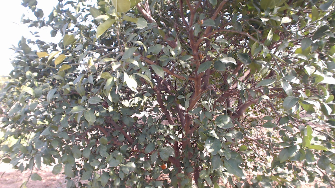 Citrus tree detection Object Detection Dataset and Pre-Trained Model by arid university