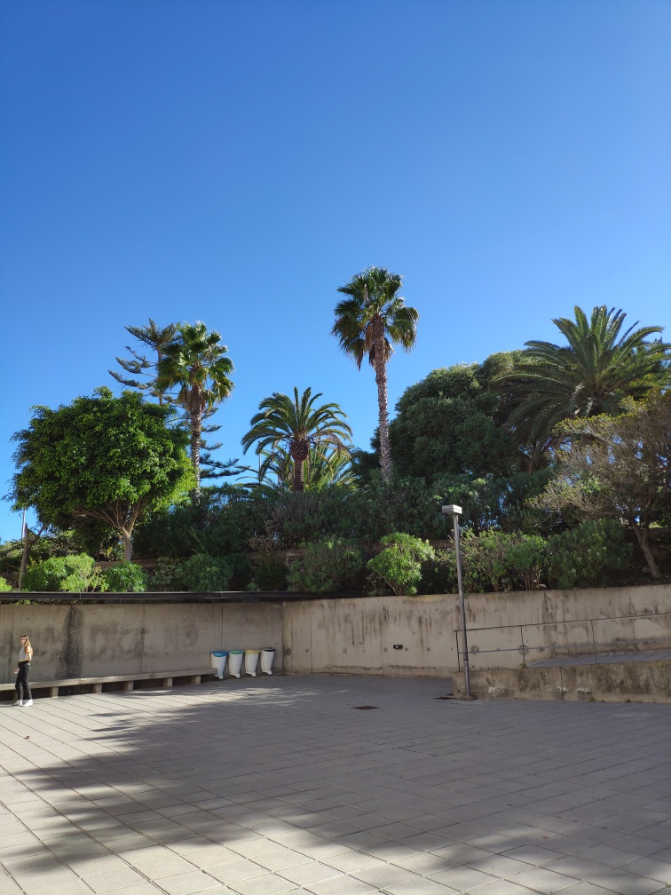 Palm Tree Detection Object Detection Dataset By Vcp7