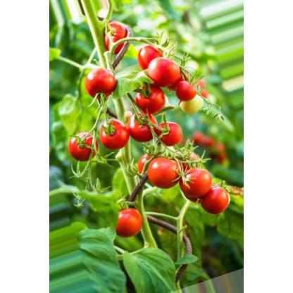 tomatoes_V5 Object Detection Dataset and Pre-Trained Model by TARUMT