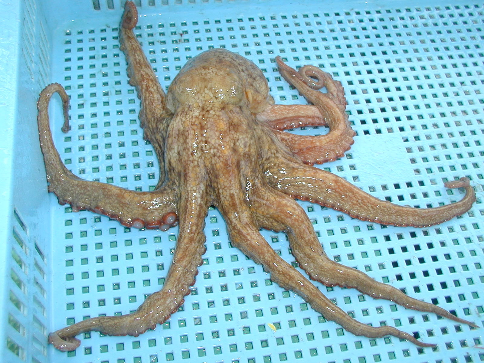 ryosuke - Roboflow Universe