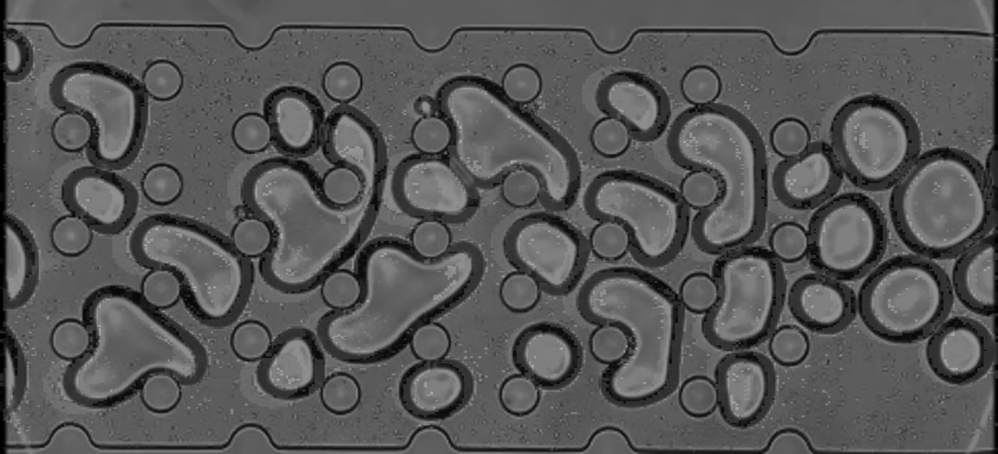 bright field Instance Segmentation Dataset by droplet in MPs