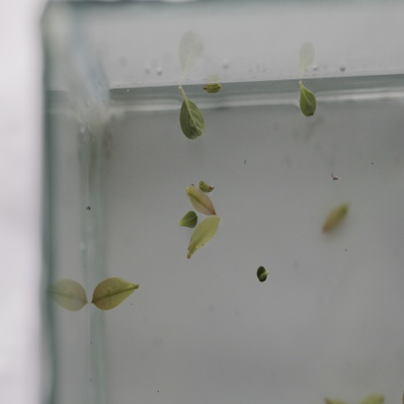 Mosquito Larvae Object Detection Dataset by Mosquito Larvae Detection