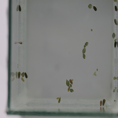 Mosquito Larvae Detection_real Object Detection Dataset and Pre-Trained Model by Mosquito Larvae ...