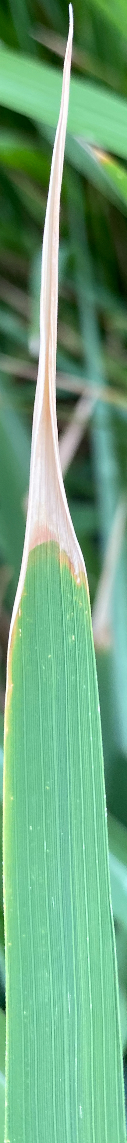 Demo (demo-61n4e) - Roboflow Universe