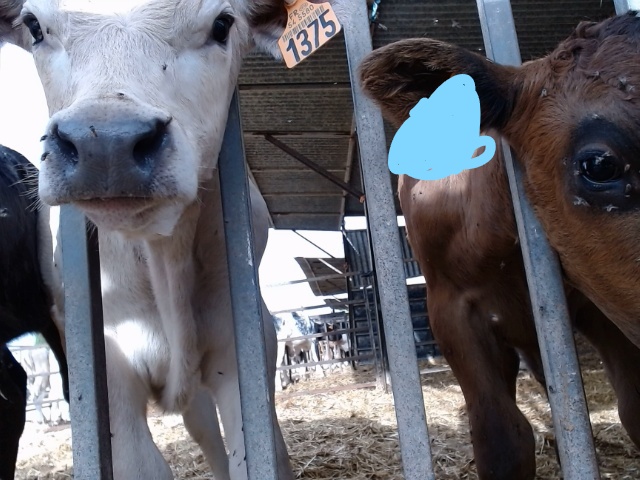 Pruebas Object Detection Dataset And Pre Trained Model By Yolo