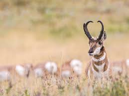 antelope Object Detection Dataset by train