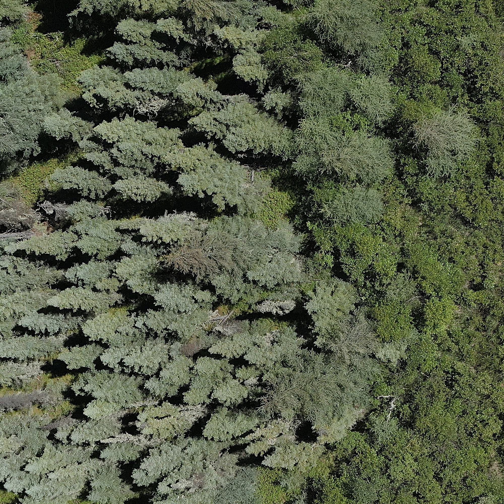 Final Tree Count Object Detection Dataset By Yolo