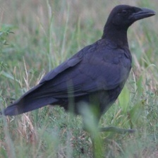 CROW DETECTION Object Detection Dataset by Joshua Alex Mathews