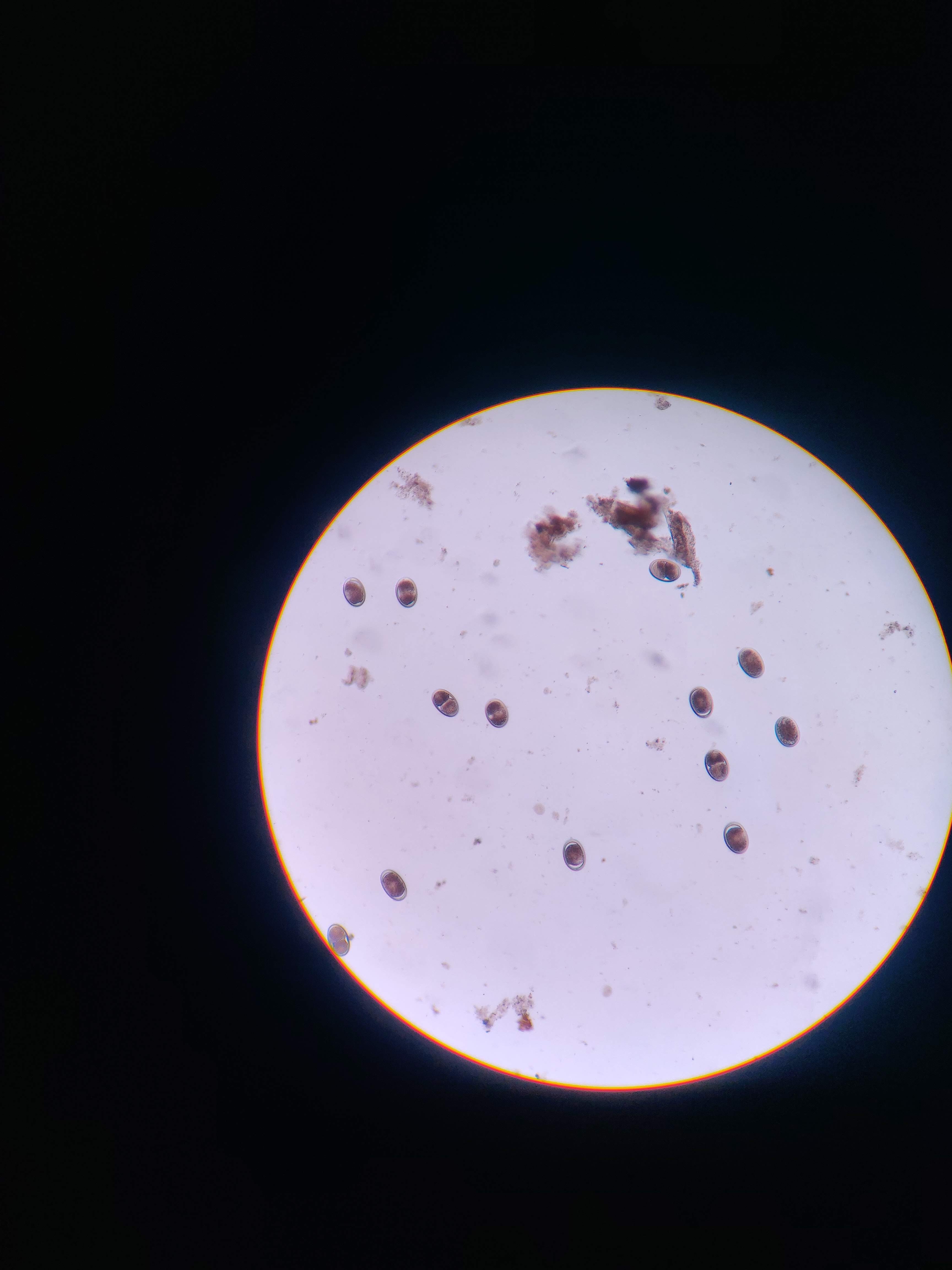 cell Object Detection Dataset by LNMIIT