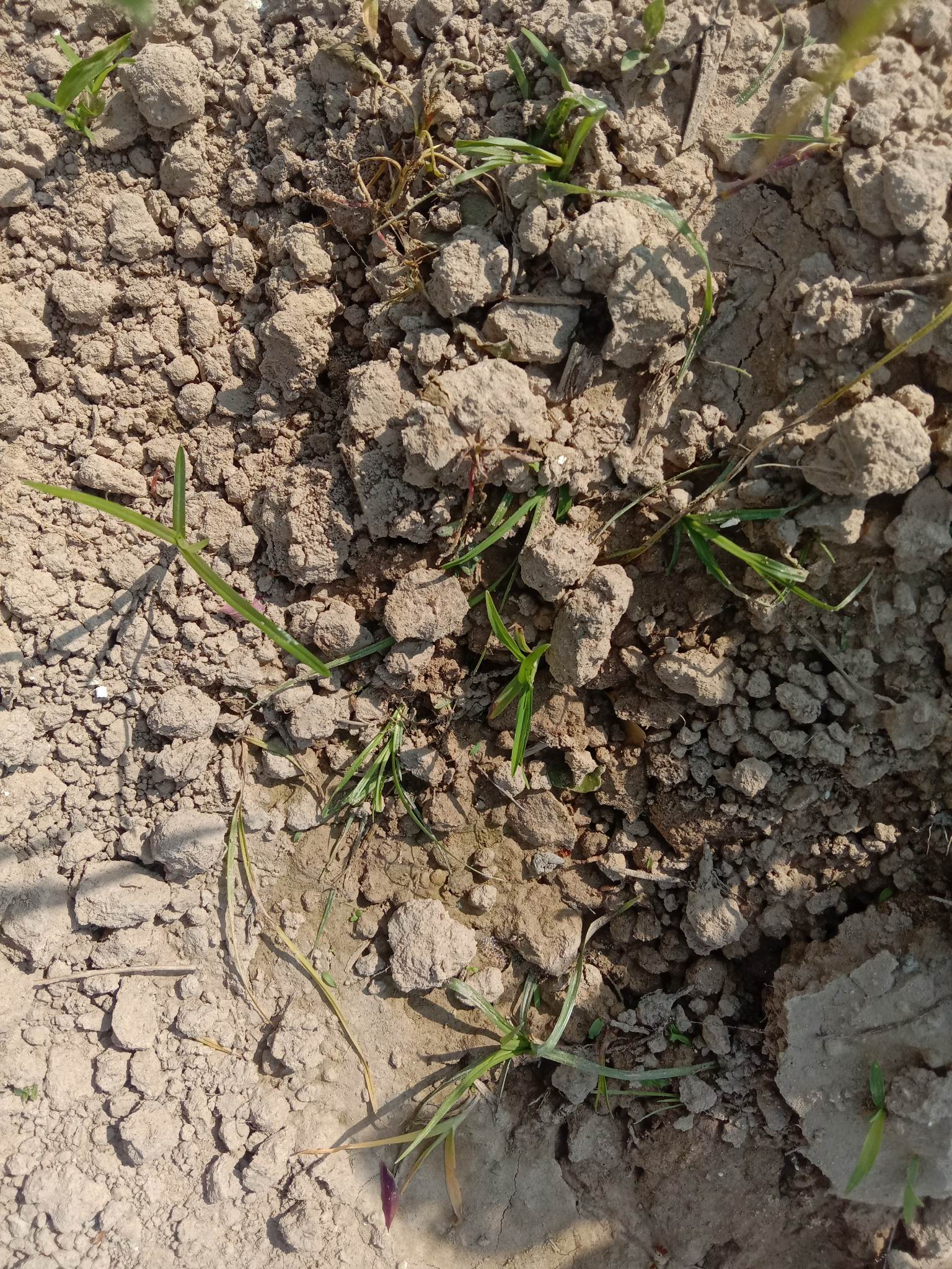 How to Use the GRASS Object Detection API