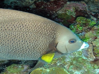 Fish_Life_UW Classification Dataset by David Sousa