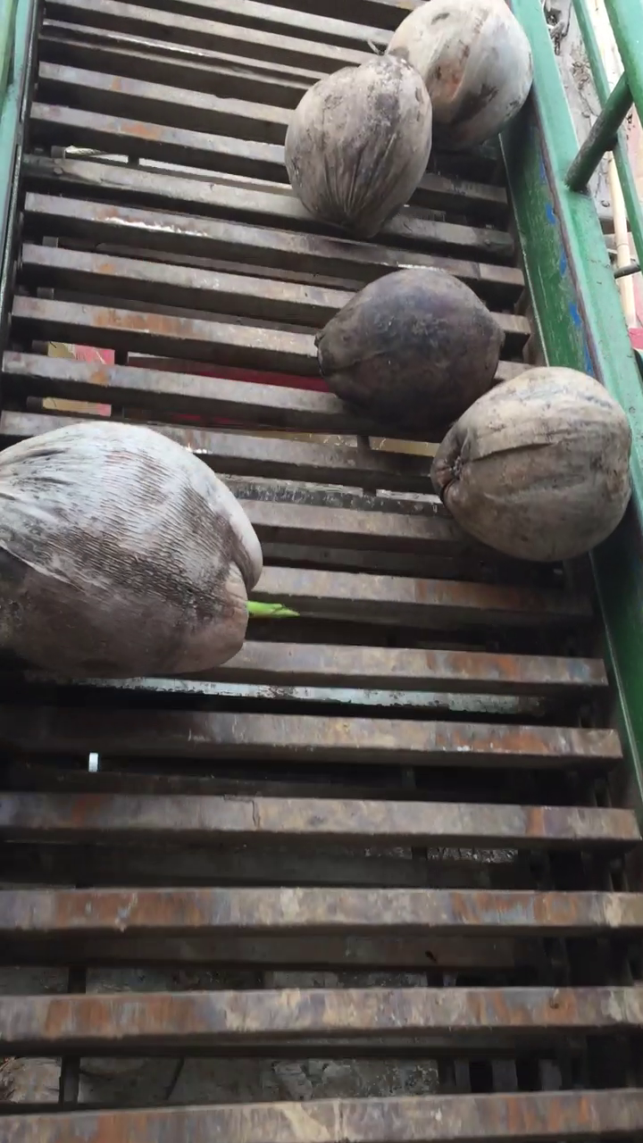 Coconut Detection Object Detection Dataset And Pre Trained Model By Dng Dng Phm Minh