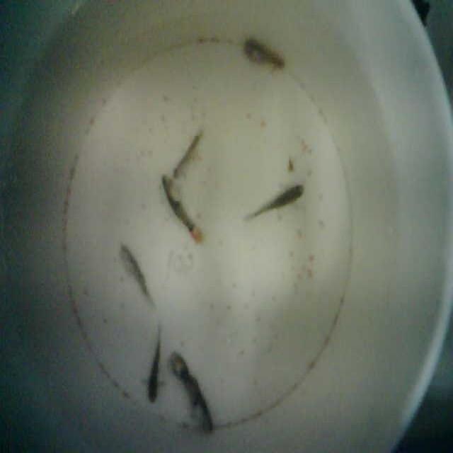 dead fish 3 Object Detection Dataset and Pre-Trained Model by Water Spray