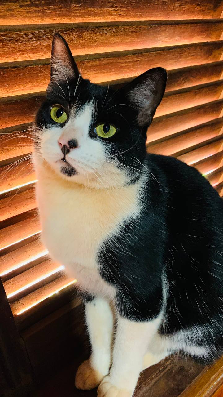 GATO Object Detection Dataset by Felipe PTI