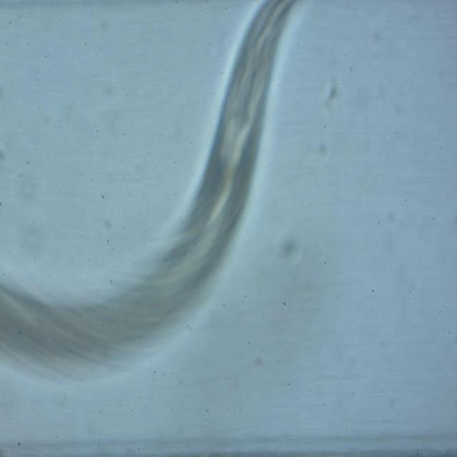 Worm Detection Full Dataset Object Detection Dataset By Ryerson