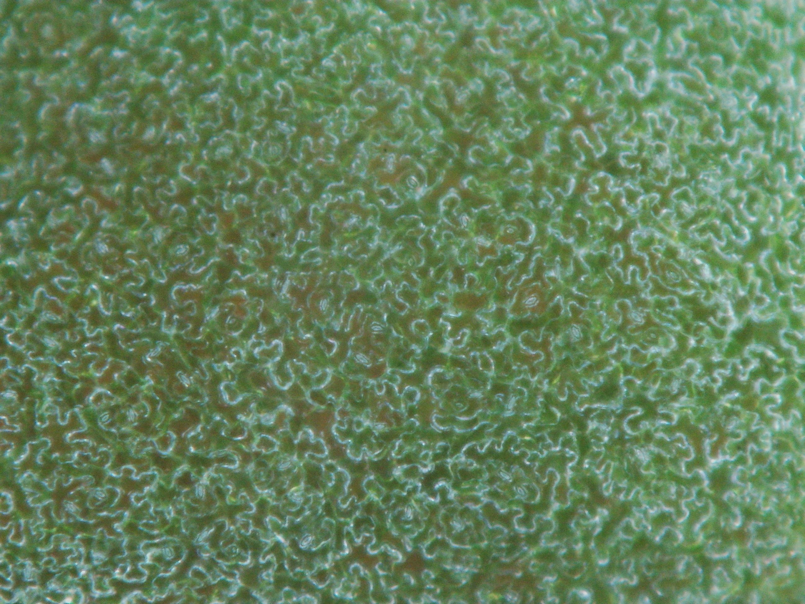 How To Use The Stomata Detection Object Detection Api