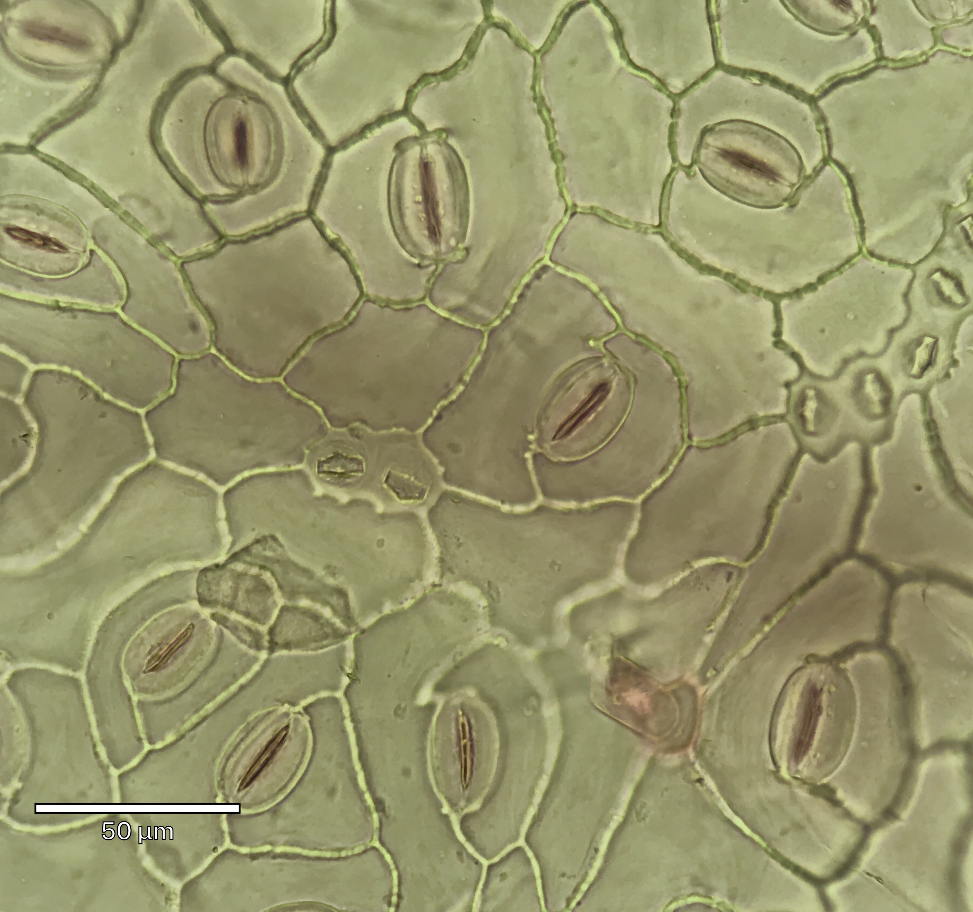 Stomata Object Detection Dataset And Pre Trained Model By Project