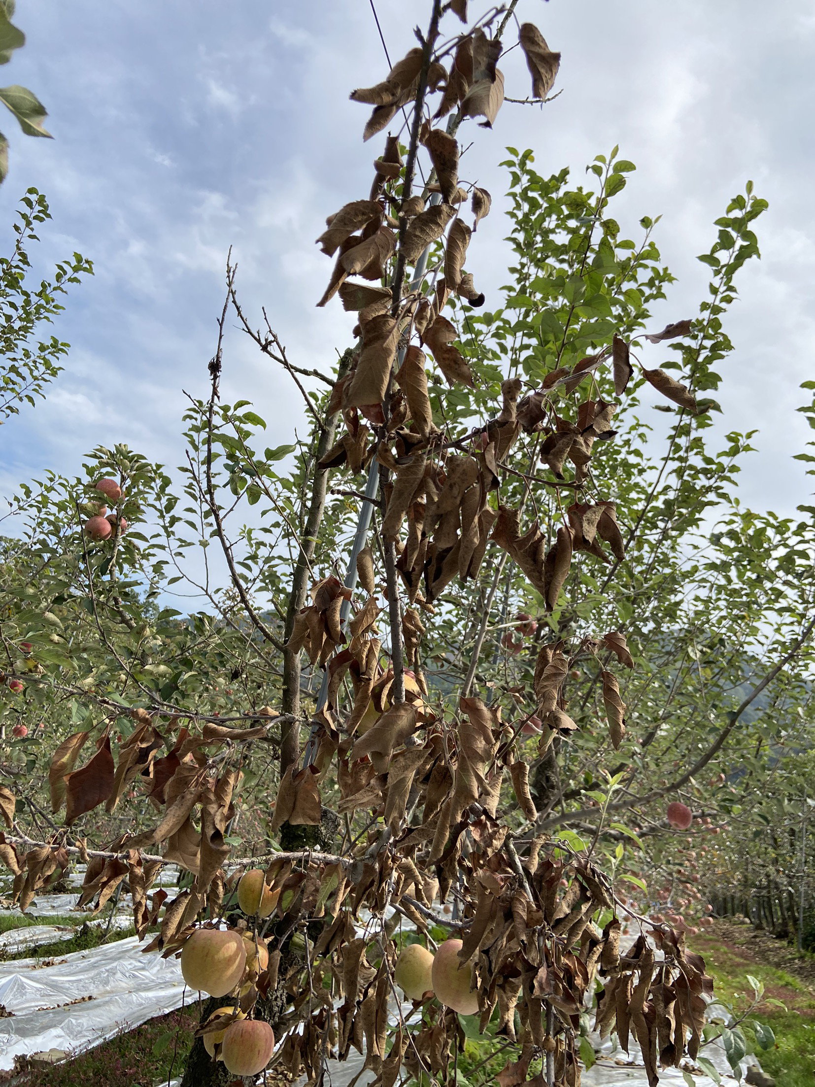 asdf Object Detection Dataset and Pre-Trained Model by moon gray