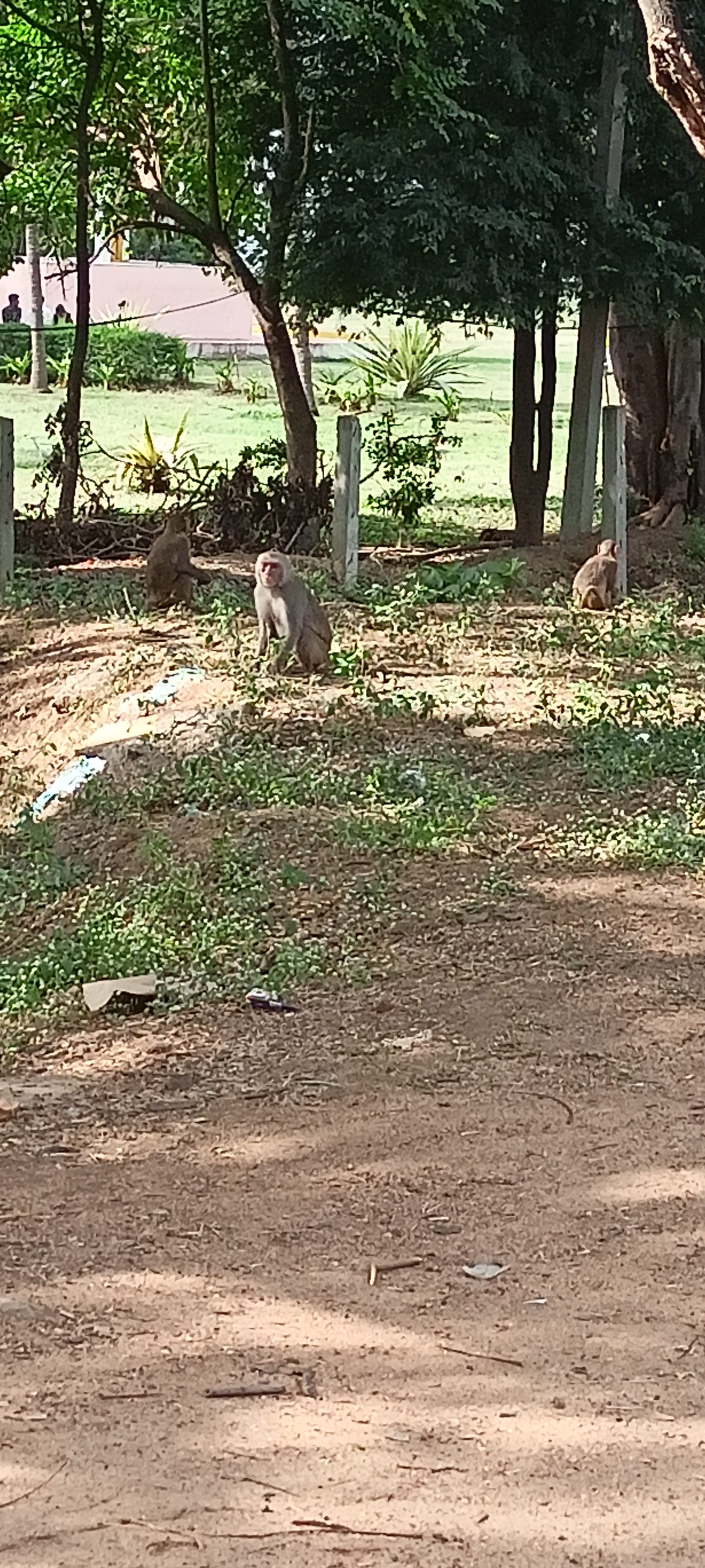 monkey detection Object Detection Dataset by susmitha