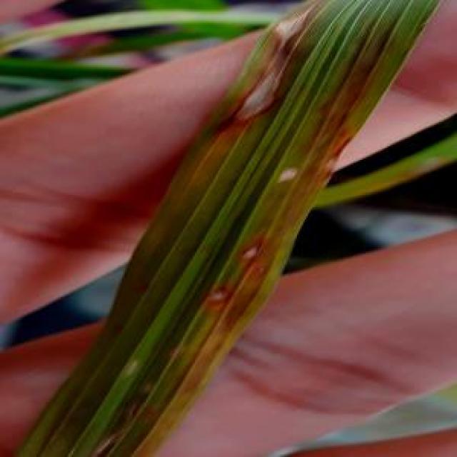 Rice Leaf Object Detection Dataset and Pre-Trained Model by UtopiaLab