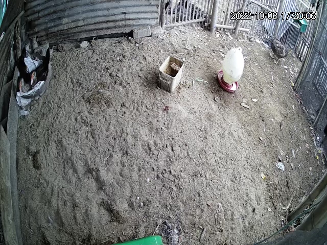 Deteksi Entog Object Detection Dataset By Hasanuddin University