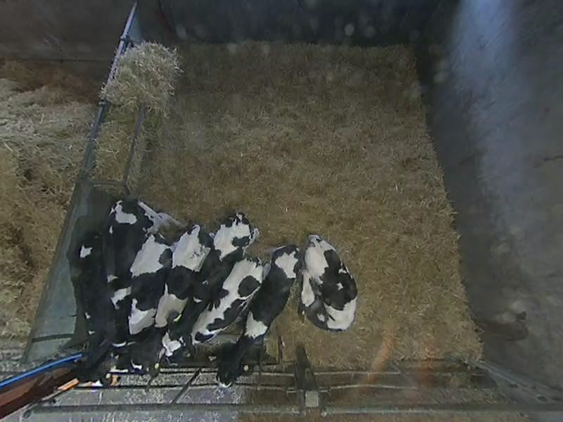 8 Cows Instance Segmentation Dataset By Uni