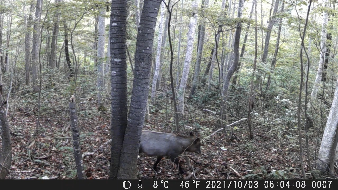 Antelope Object Detection Dataset by school