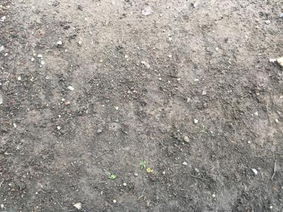 Weed Detection Instance Segmentation Dataset and Pre-Trained Model by Weed Detection