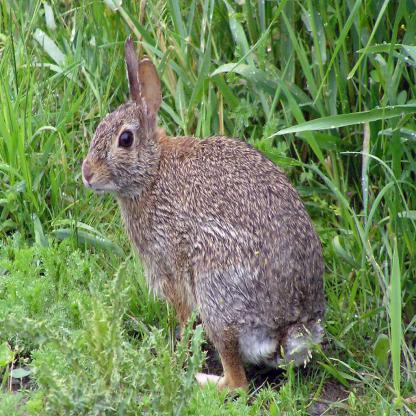rabbits Object Detection Dataset by ryan