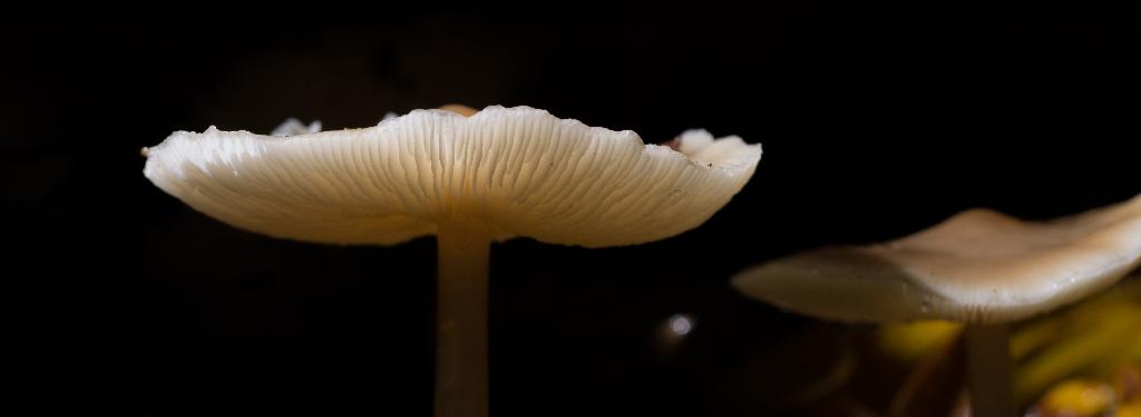 Mushroom Object Detection Dataset By Nbduy