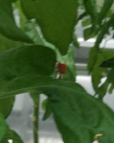 Tomato Detection Object Detection Dataset By Mrsd Capstone Project