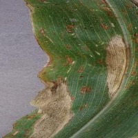 MaizeTech Object Detection Dataset and Pre-Trained Model by MaizeTech